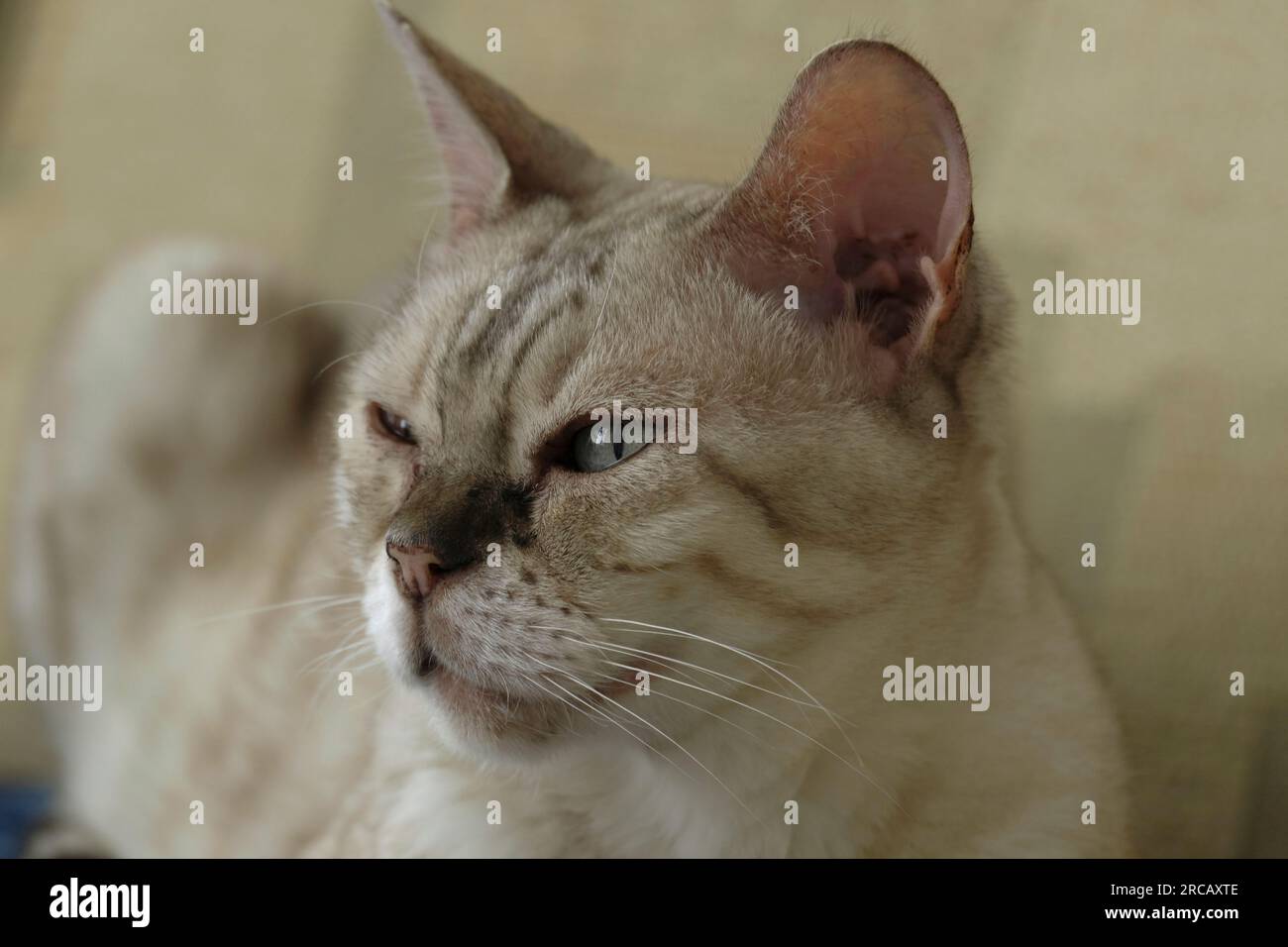 Felis bengalensis hi-res stock photography and images - Alamy