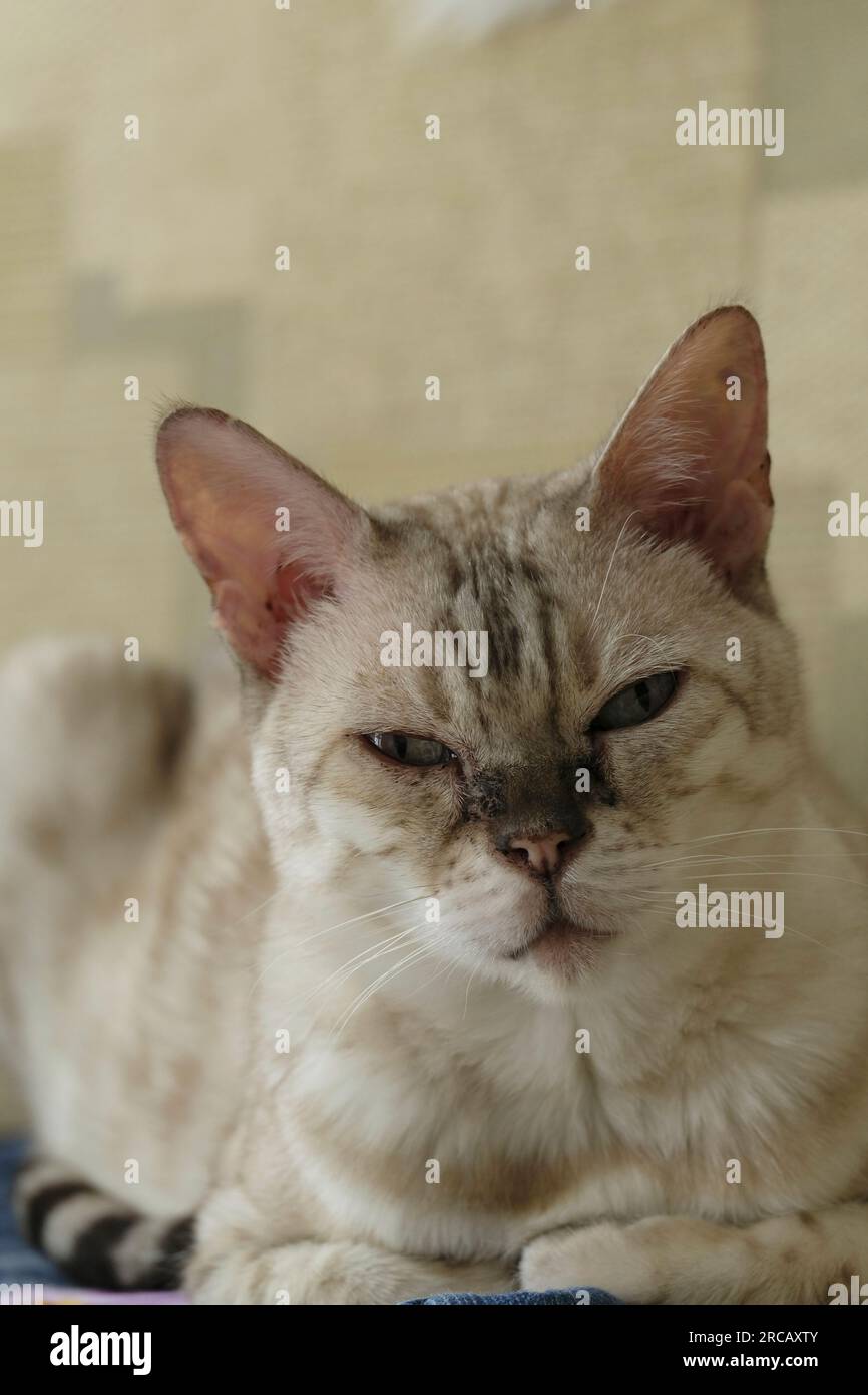 Portrait of an adult female Bengal Snow Rosette cat looking at the ...