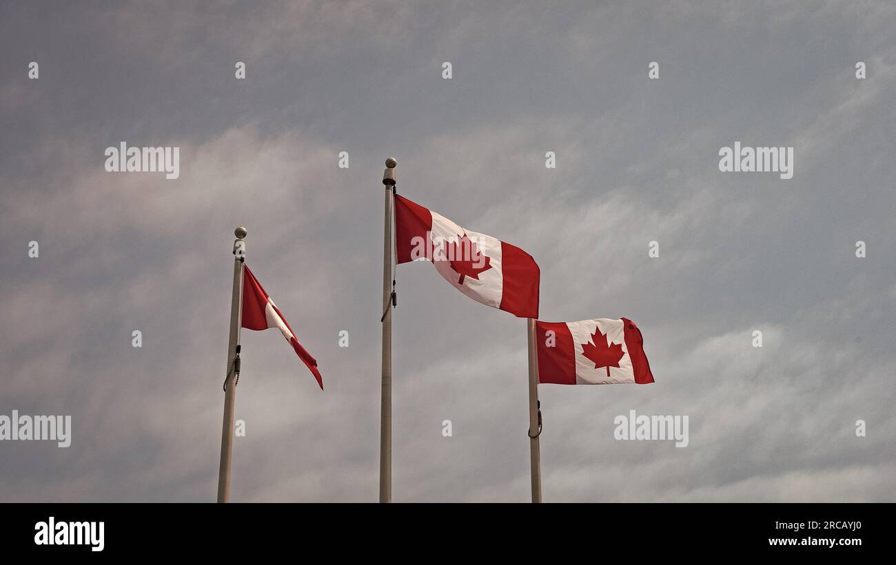 canadian flag of canada. maple leaf on canadian flag of canada ...