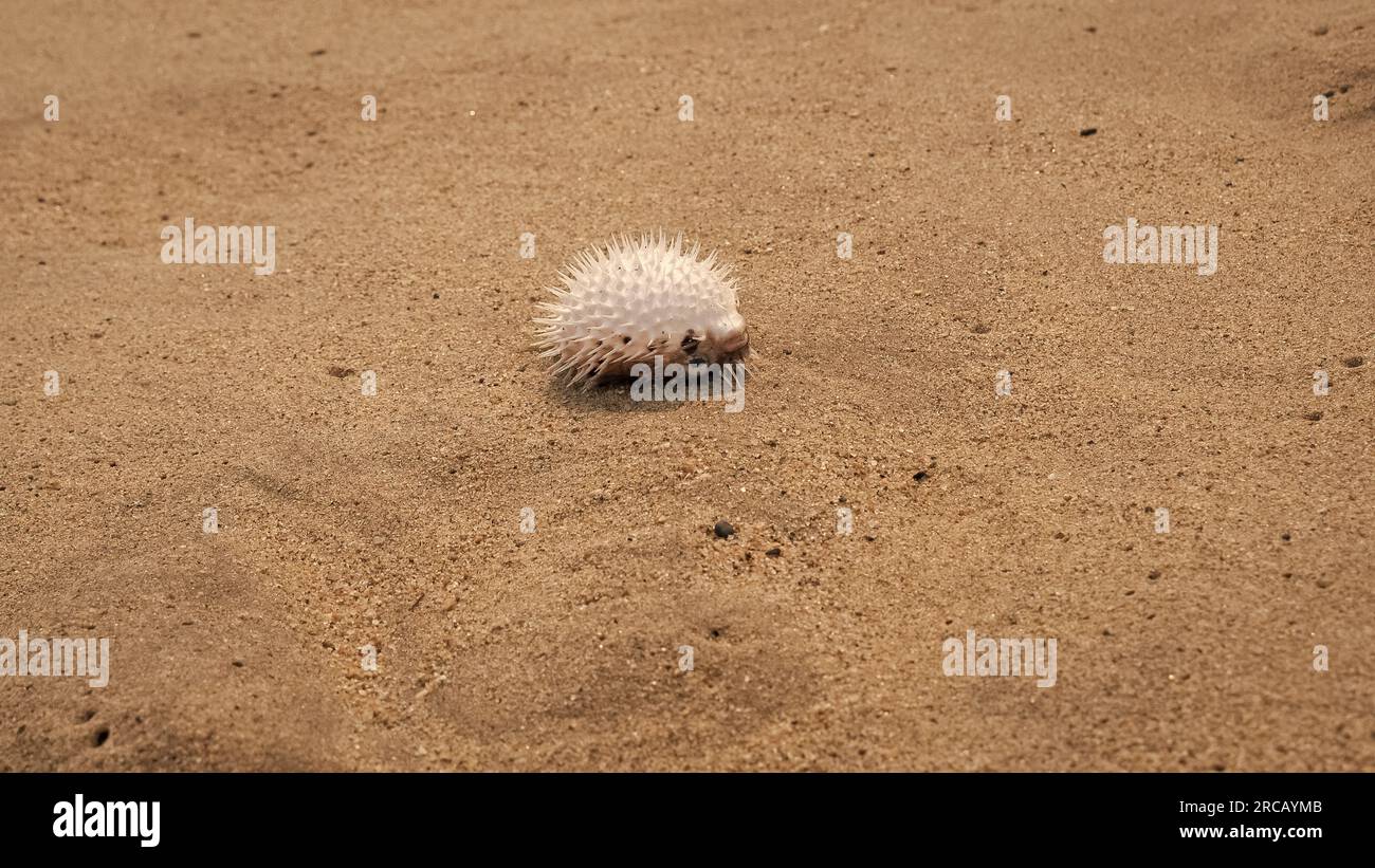 pufferfish on sand. pufferfish exotic animal, seafood od pufferfish ...