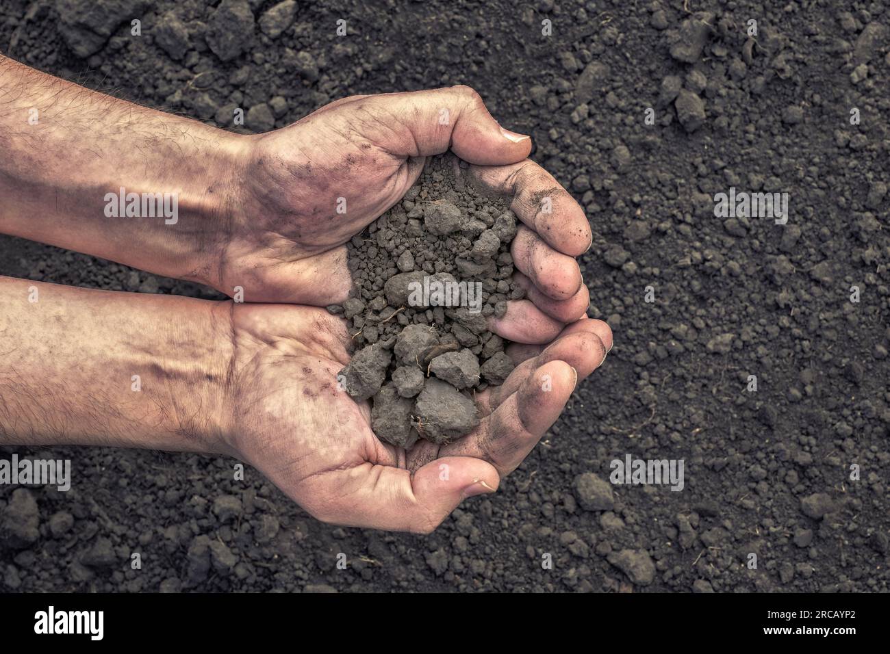 Dirty male hands holding dark moist soil. Agriculture, organic ...