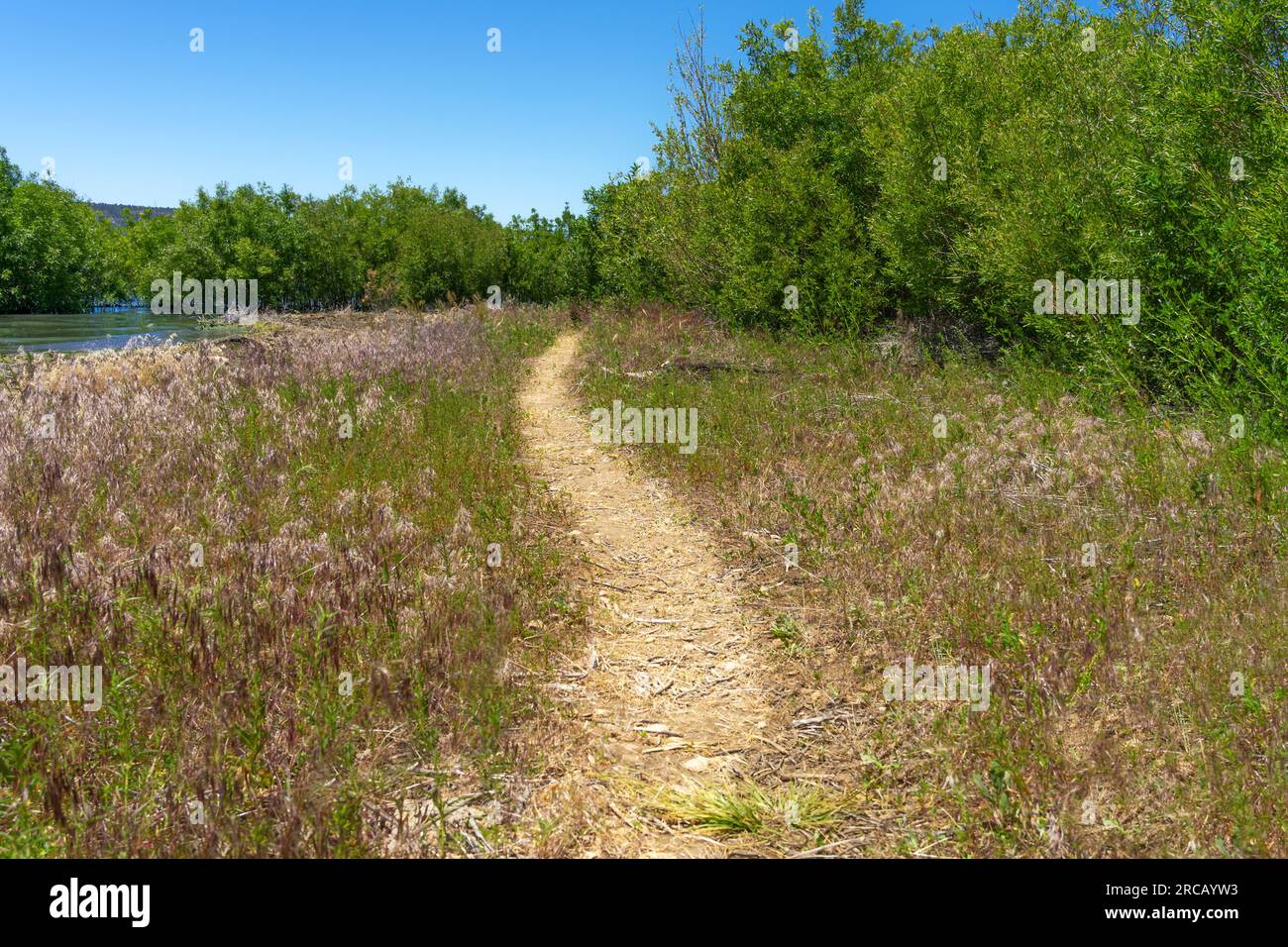 Pathway along dry plants hi-res stock photography and images - Alamy