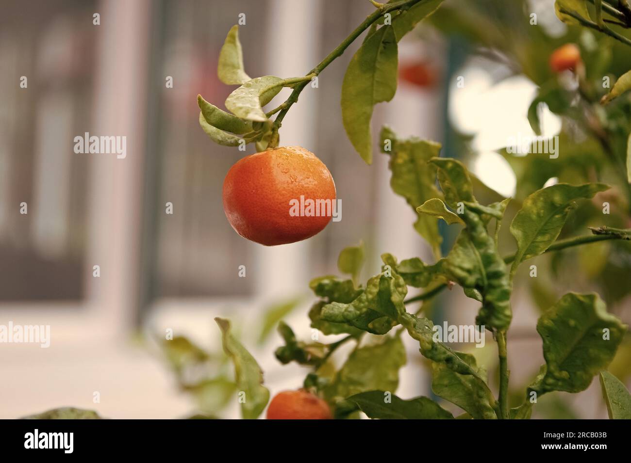 mandarin on the tree. branch of ripe mandarin. mandarin tree plant ...