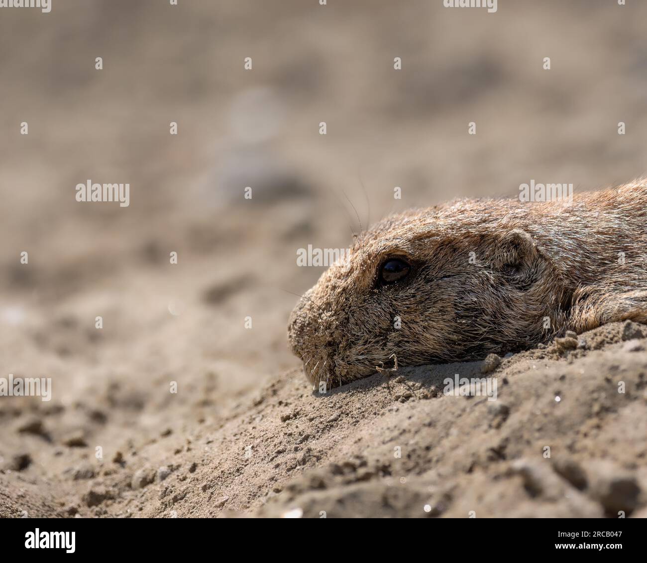 Chilling animals hi-res stock photography and images - Alamy