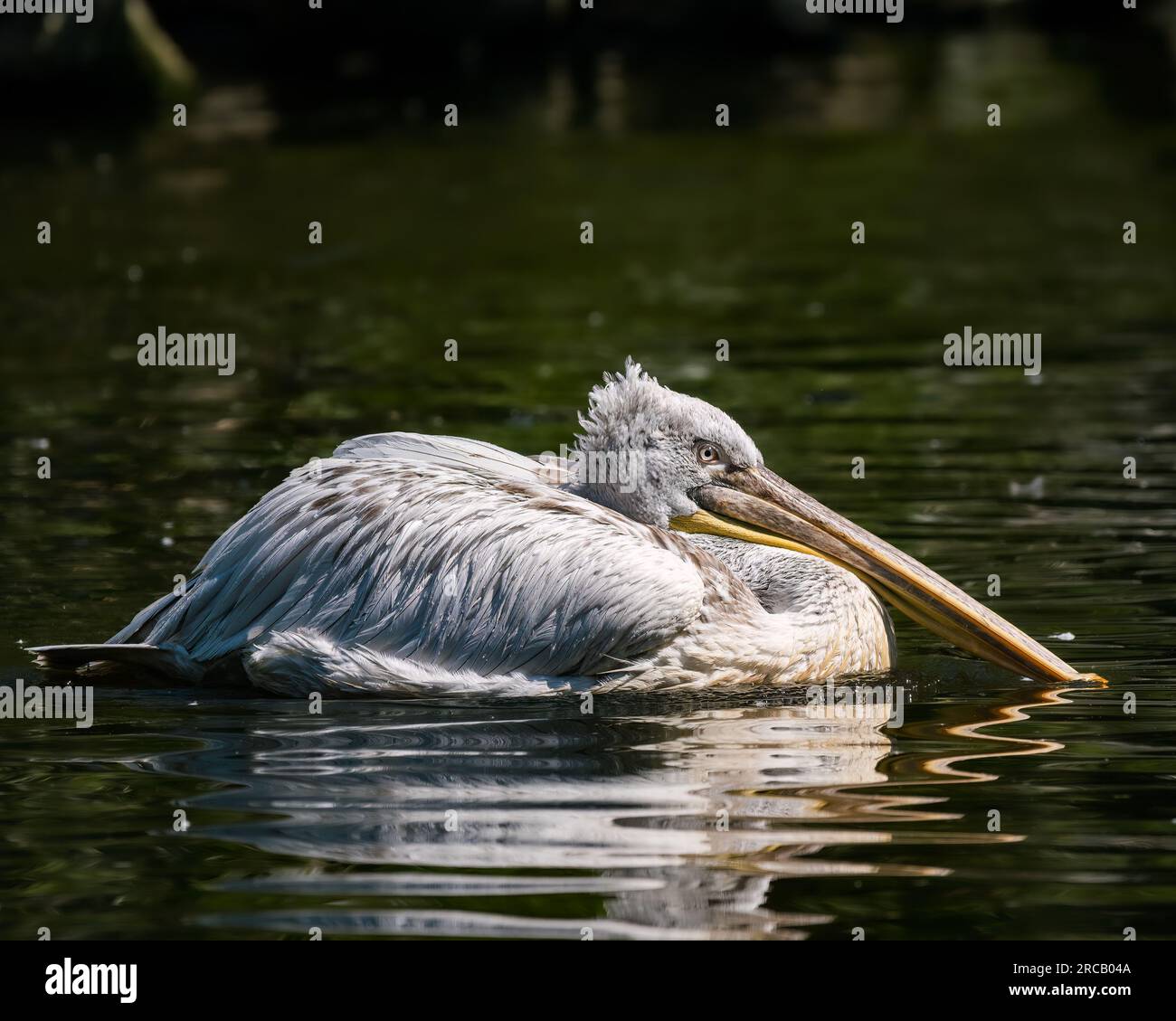 Pelican chill on lake Stock Photo - Alamy