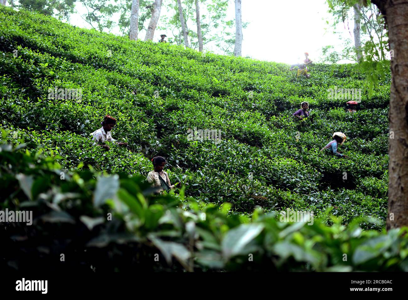 Tea leaves picking Stock Photo - Alamy