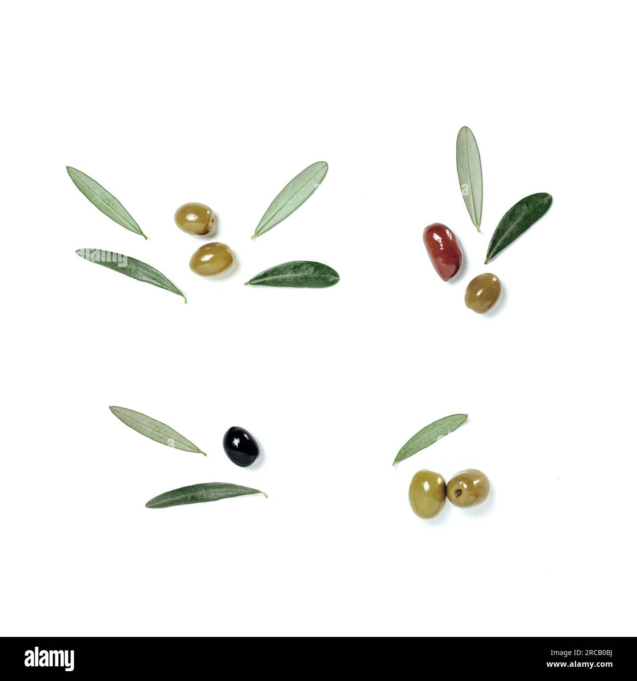 Olives tree leaves and fruits in creative layout composition on white ...