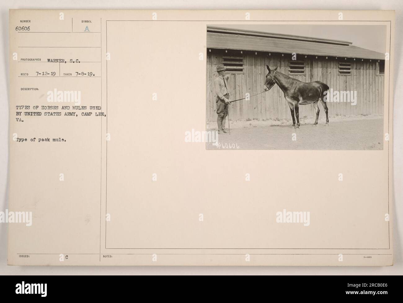This photograph depicts the various types of horses and mules used by ...