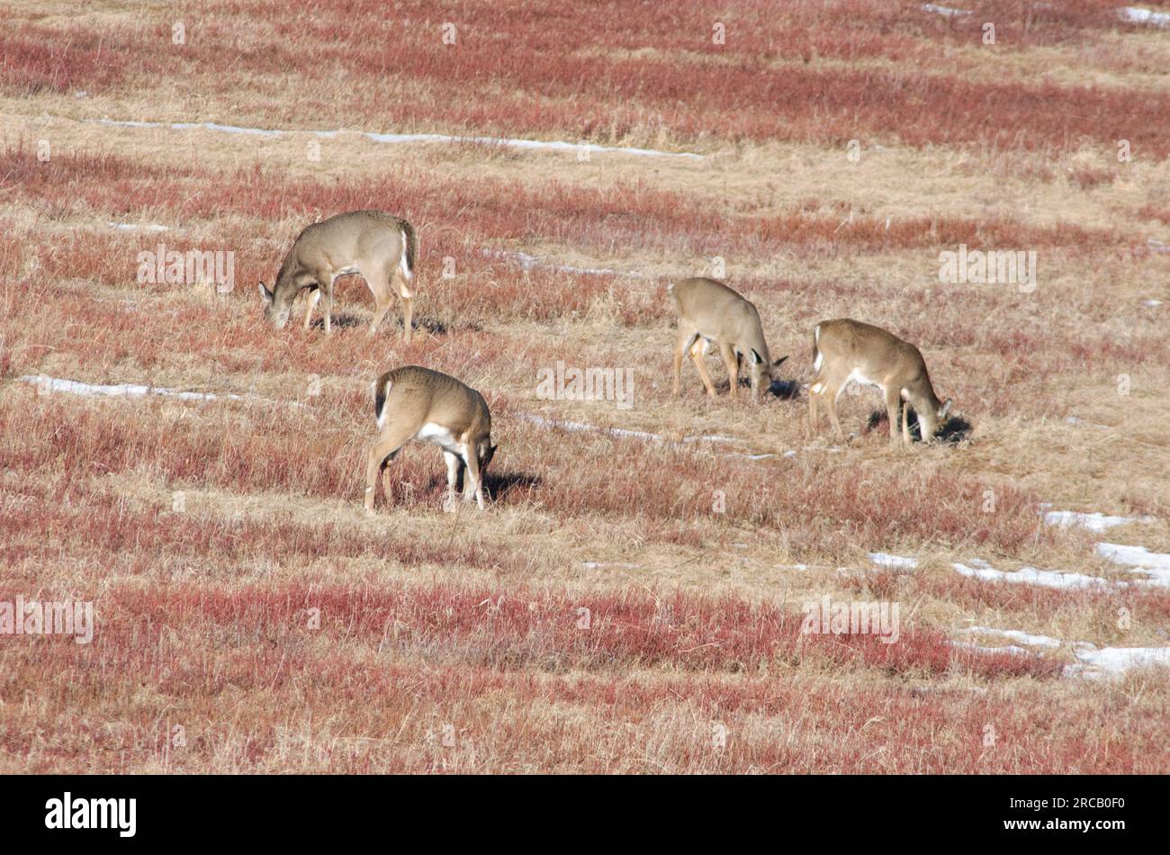 Four white-tailed deer (Odocoileus virginianus) graze on winter grass ...