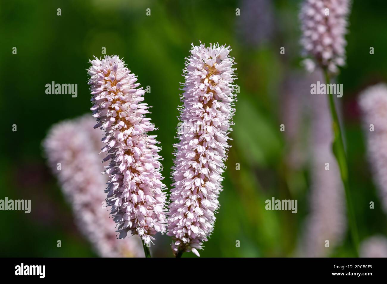Macro shot of common bistort (bistorta officinalis) flowers in bloom ...