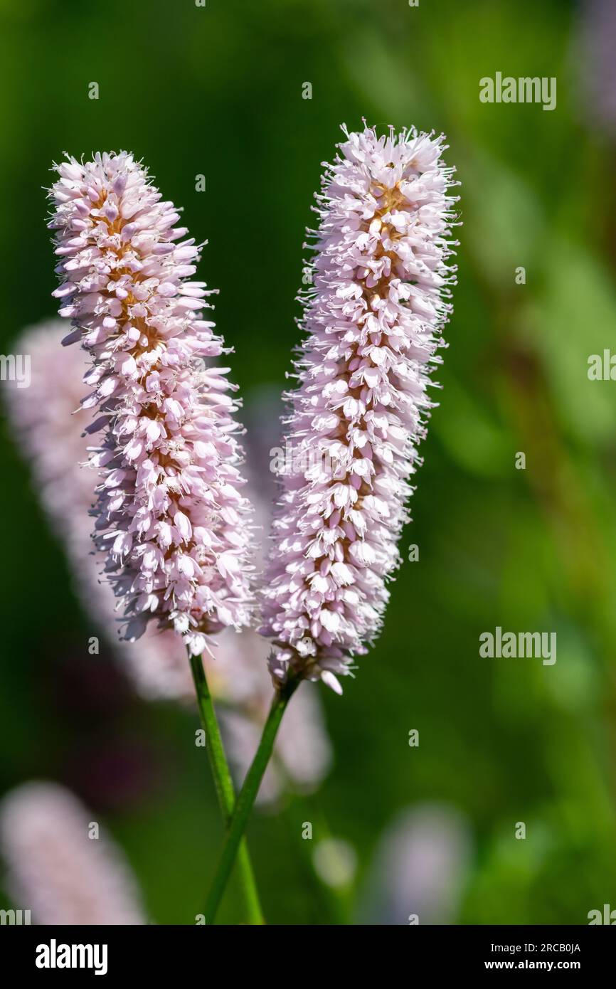 Macro shot of a common bistort (bistorta officinalis) flower in bloom ...