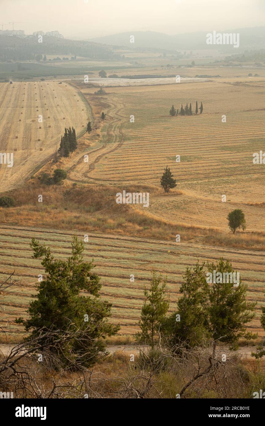 agricultural fields in the valley of Elah, Israel Stock Photo - Alamy