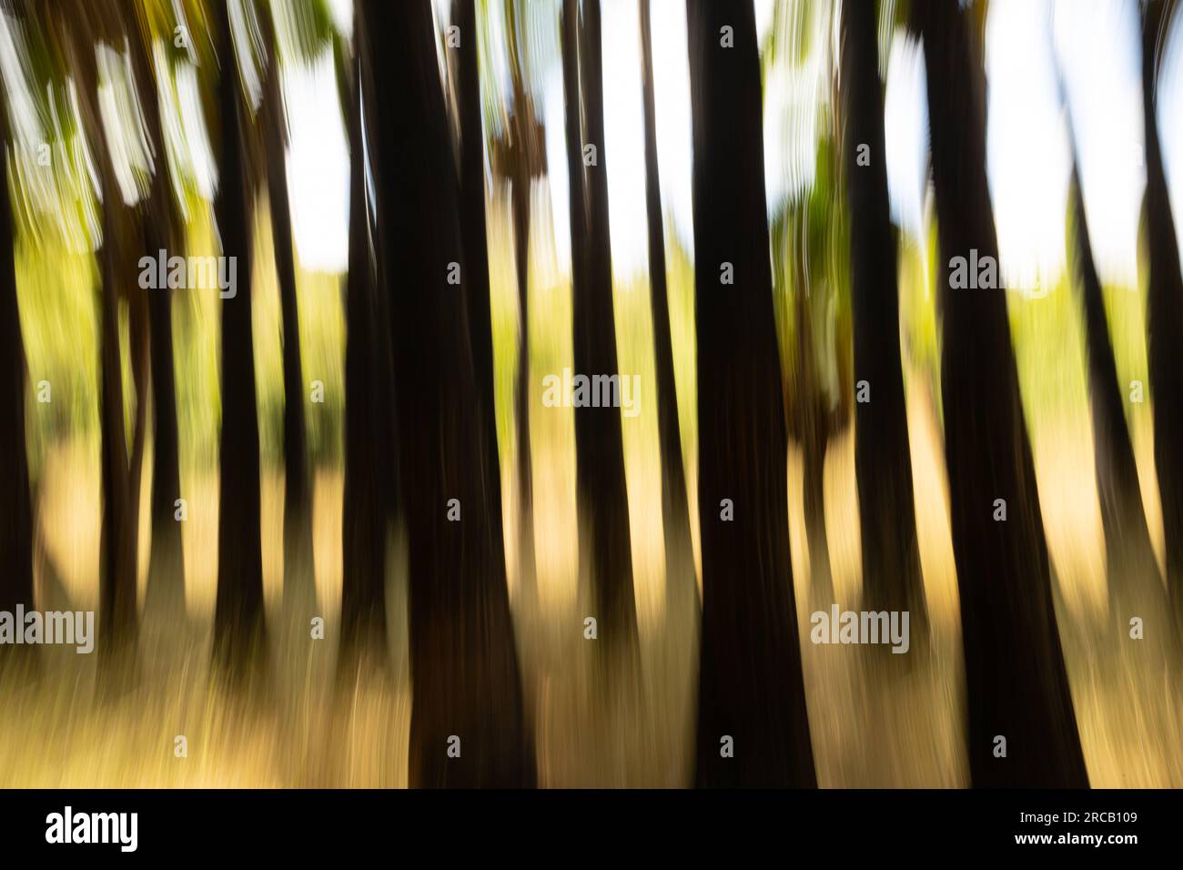 Palm tree plantation moving hi-res stock photography and images - Alamy