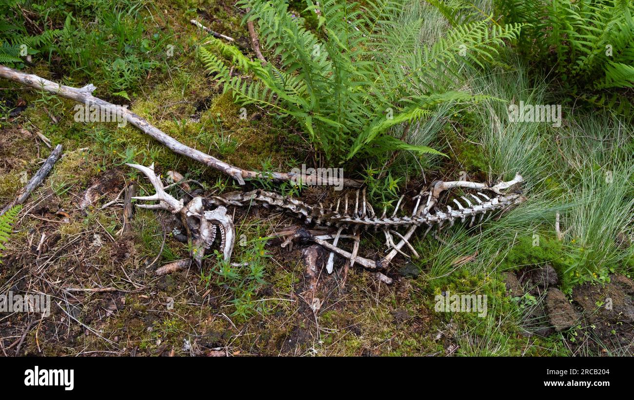 The bones of a young deer in the Tirol region Stock Photo - Alamy