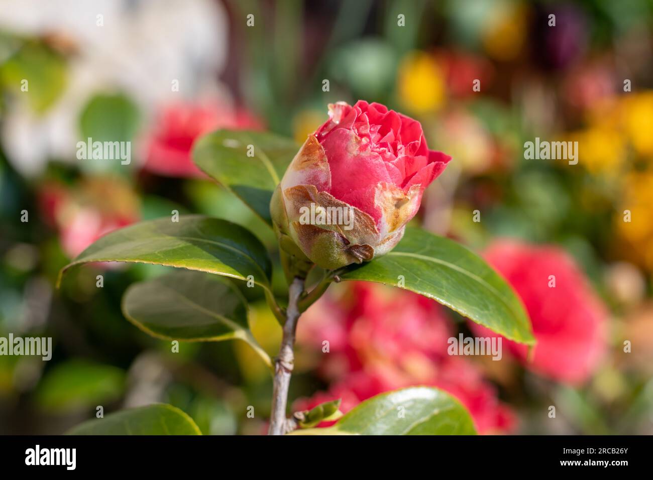 Close up of a common camellia (camellia japonica) flower in bloom Stock ...