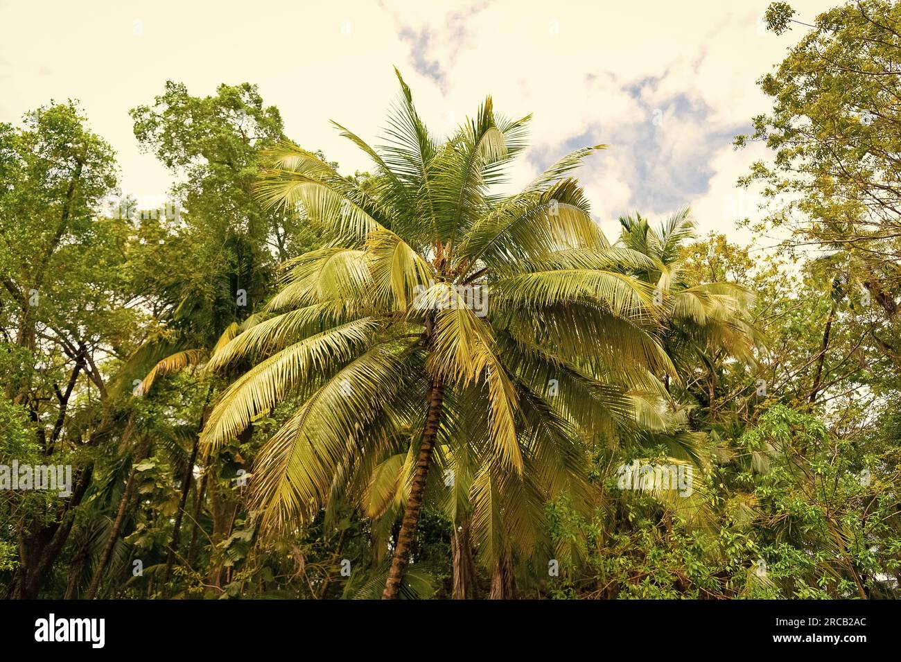 palm tree in tropical jungle nature. tropical jungle nature vegetation ...