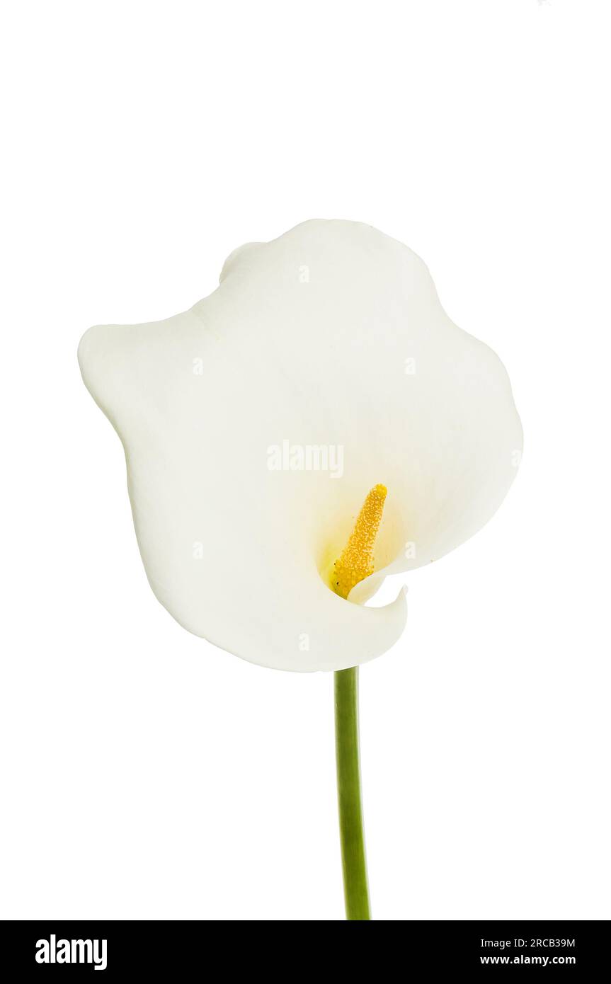 Zantedeschia aethiopica white flower Cut Out Stock Images & Pictures ...