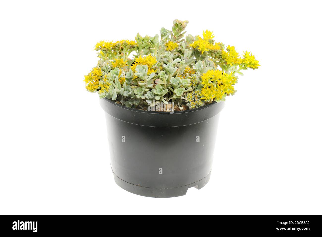 Yellow flowered sedum plant in a pot isolated against white Stock Photo ...
