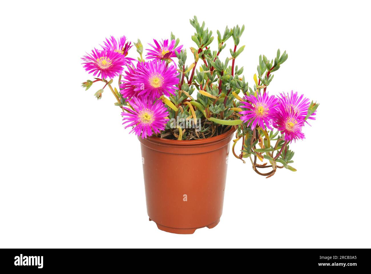 Purple flowered lampranthus plant in a pot isolated against white Stock ...