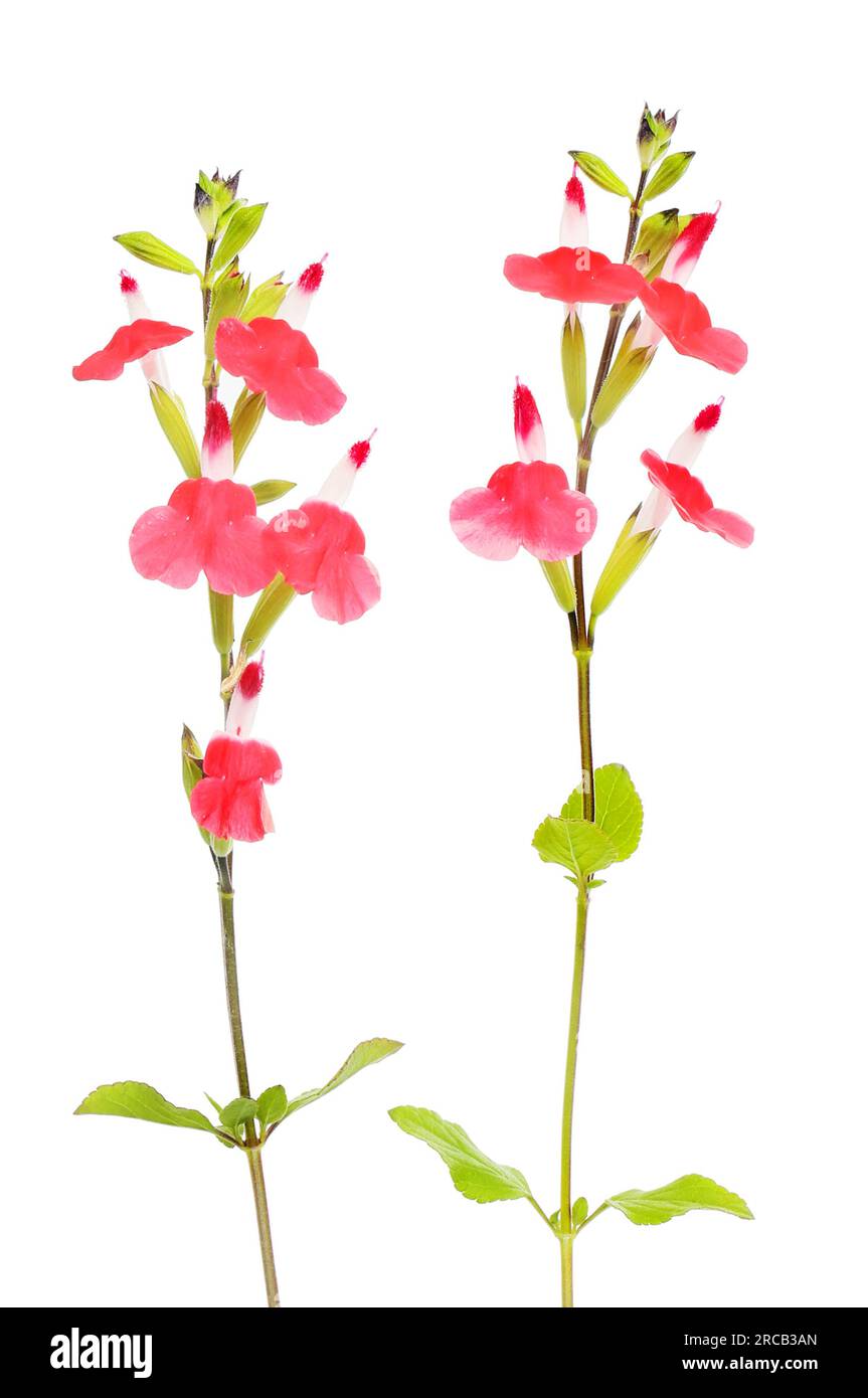 Two salvia flower spikes isolated against white Stock Photo - Alamy