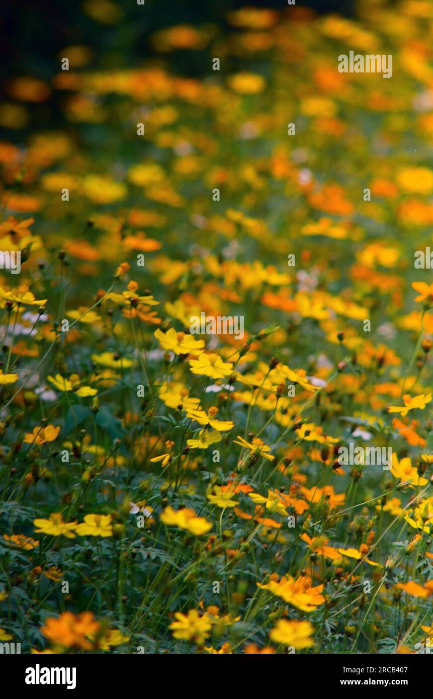 a sunny day on Ba Vi national park, Ha Noi, Viet Nam Stock Photo - Alamy