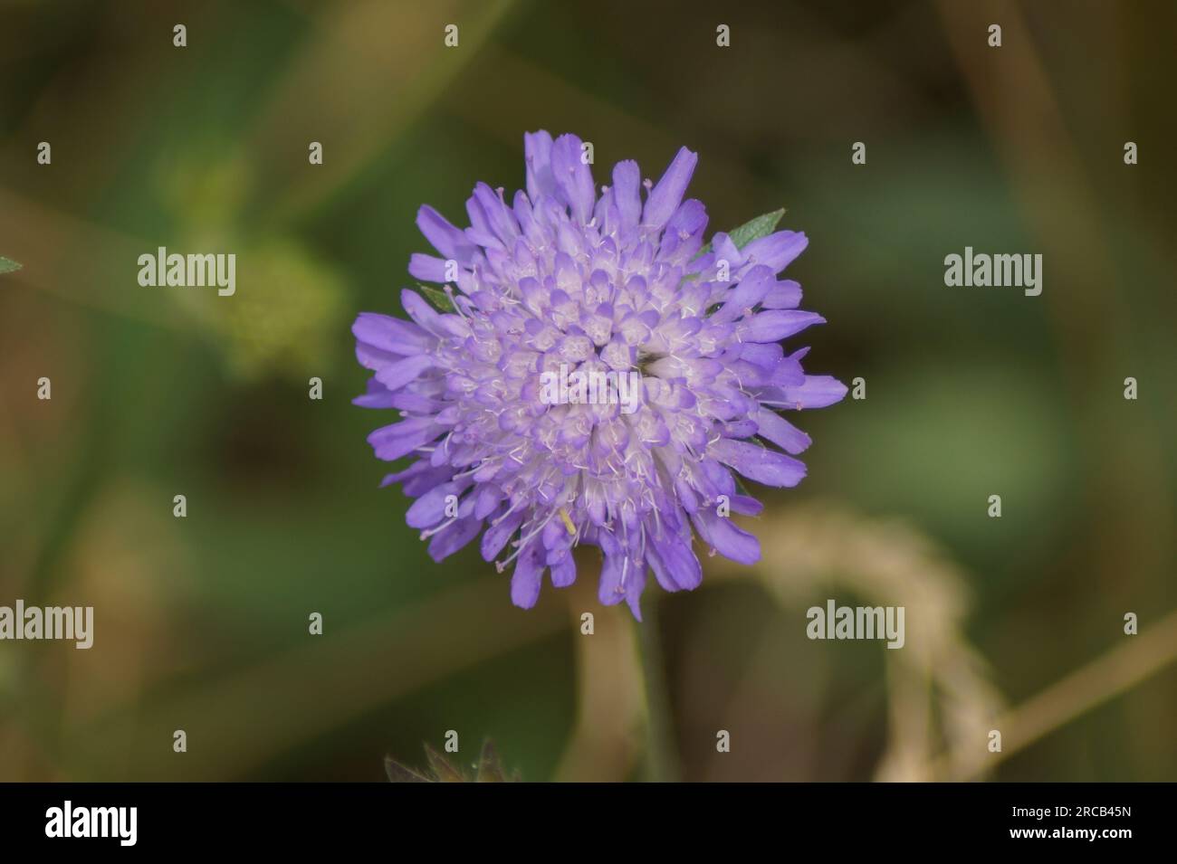 Velvet weed hi-res stock photography and images - Alamy