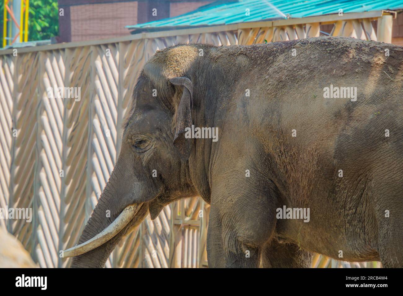 An elephant's head close up. Elephant sprinkled with sand and dust from ...