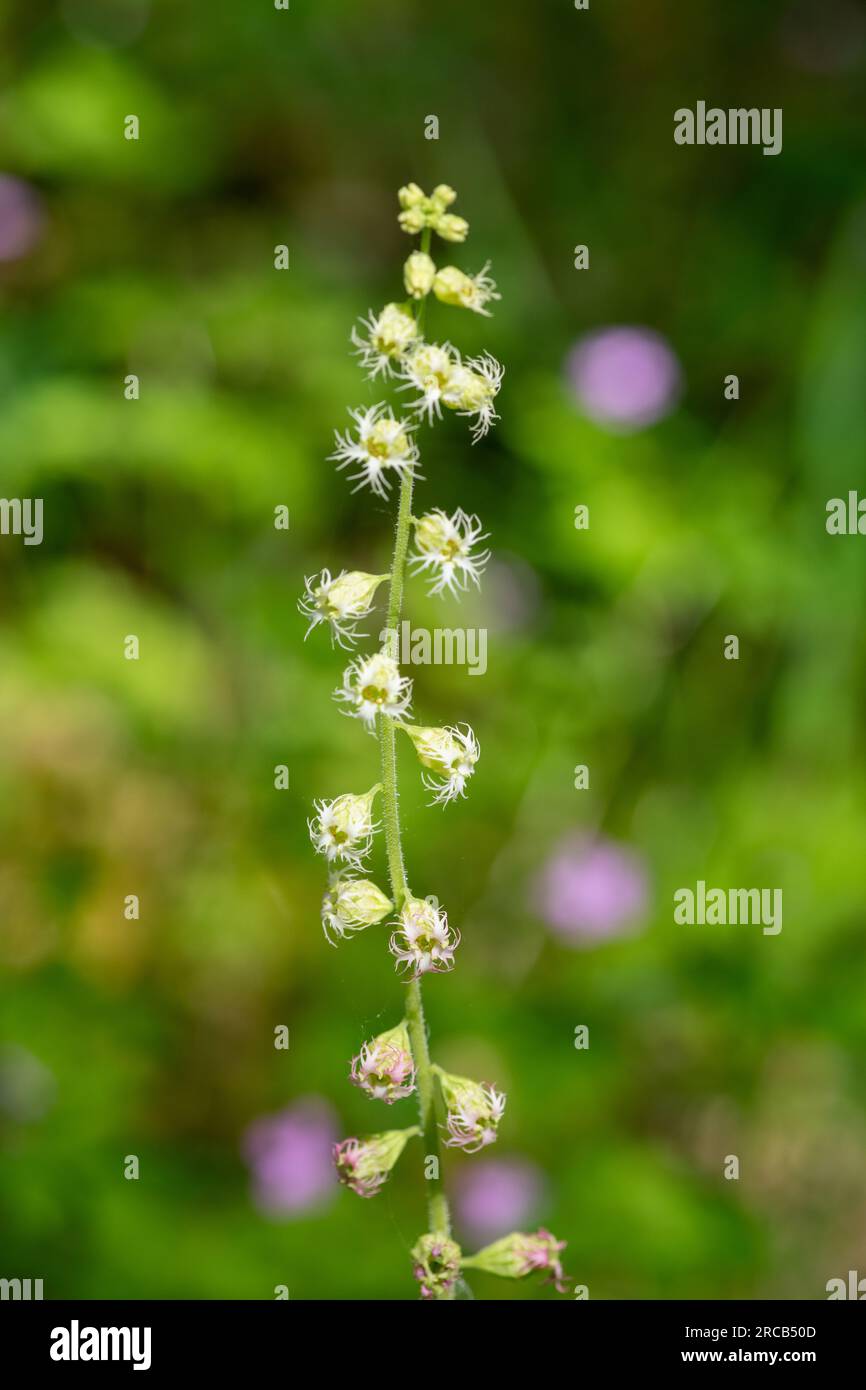 Close up of bigflower tellima (tellima grandiflora) flowers in bloom ...