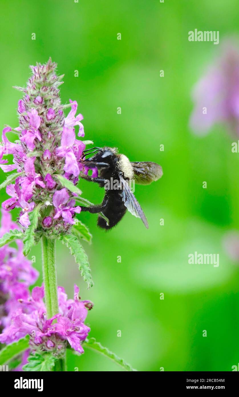 Insect with pollen hi-res stock photography and images - Alamy