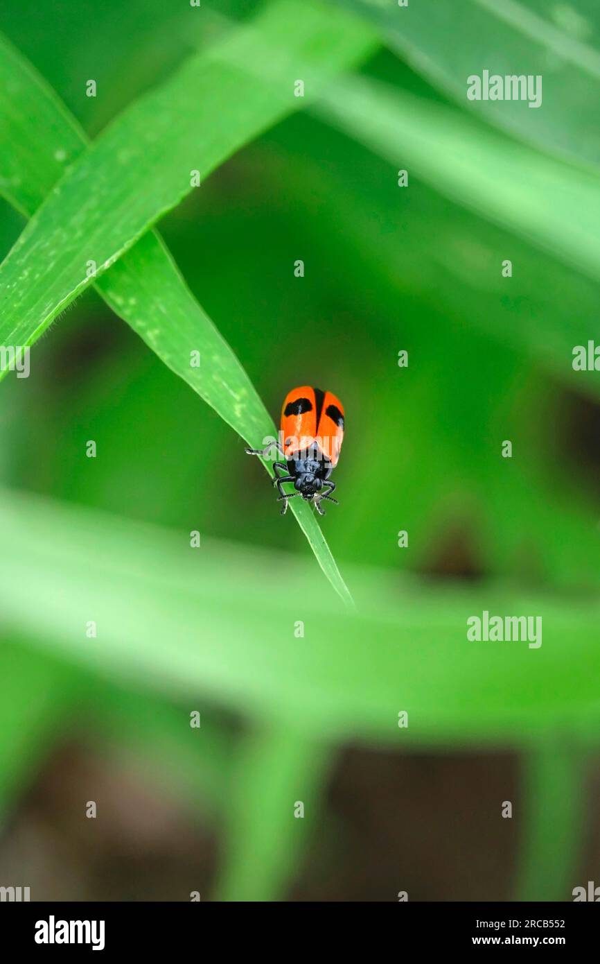 Summer beetle hi-res stock photography and images - Alamy