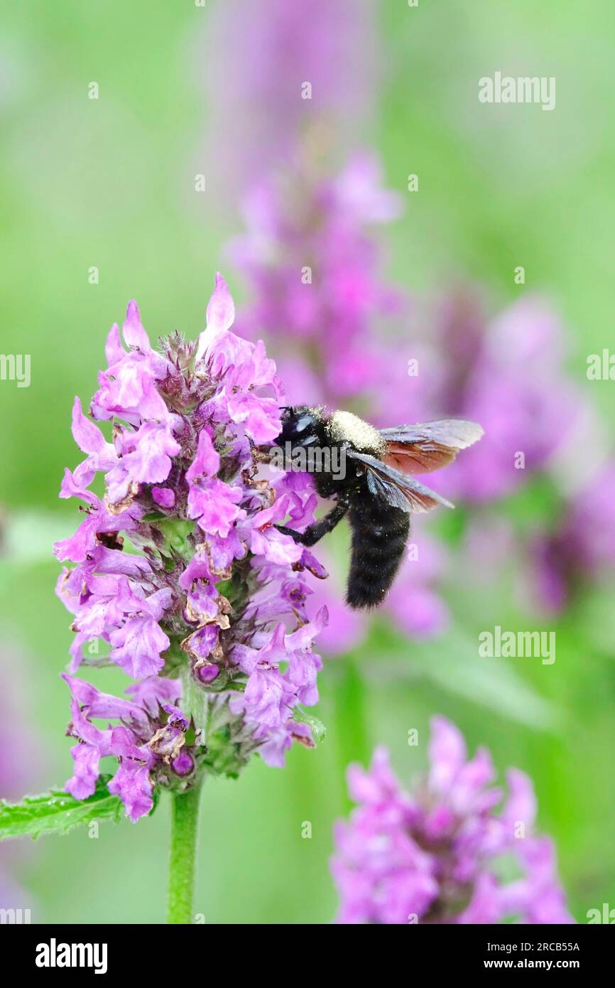 Insect with pollen, summer, Germany Stock Photo - Alamy