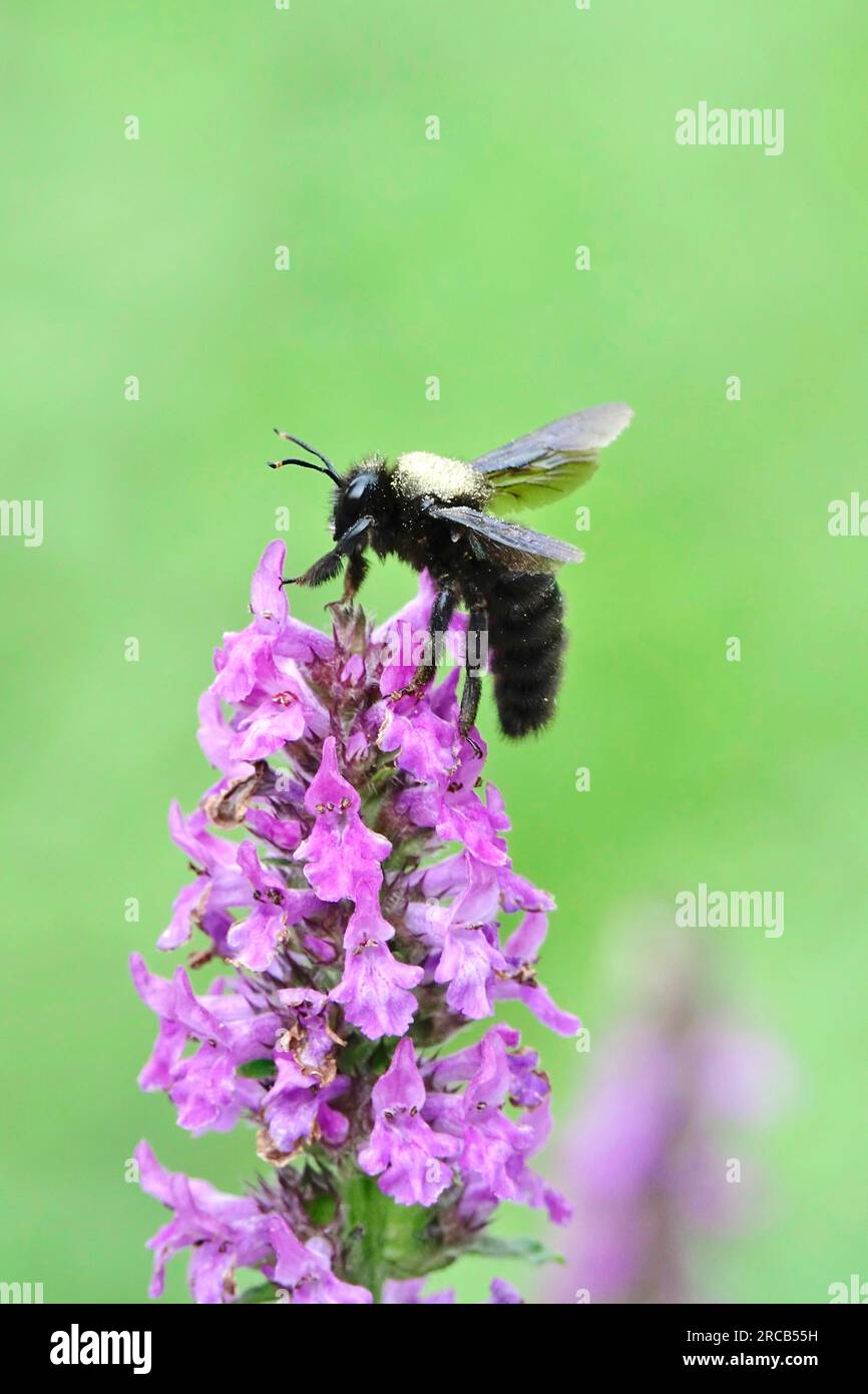 Insect with pollen, summer, Germany Stock Photo - Alamy