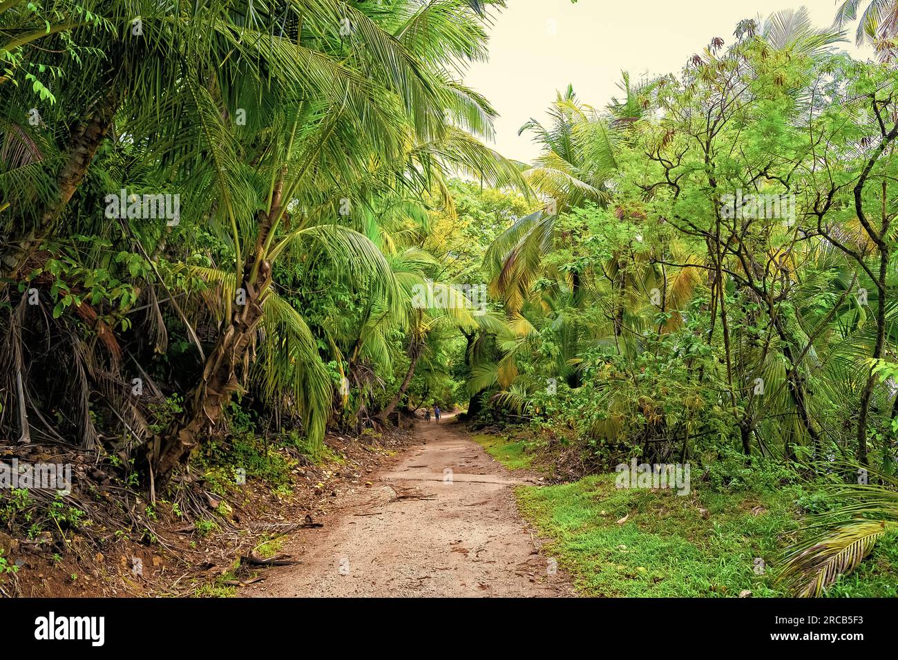 path in tropical jungle nature. tropical jungle nature vegetation Stock ...