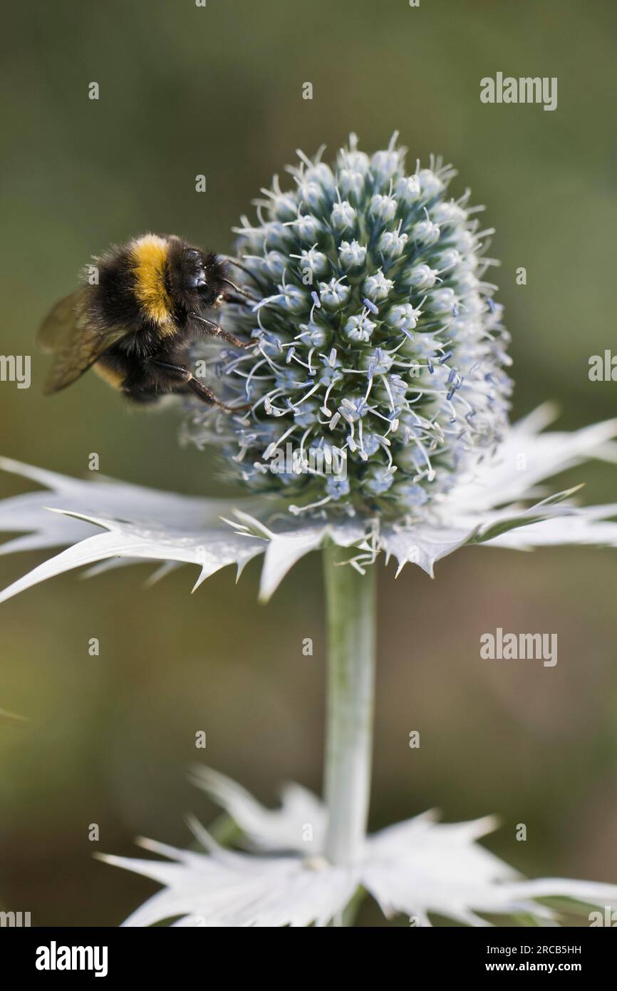 Large earth bumblebee (Bombus terrestris) on man litter (Eryngium ...