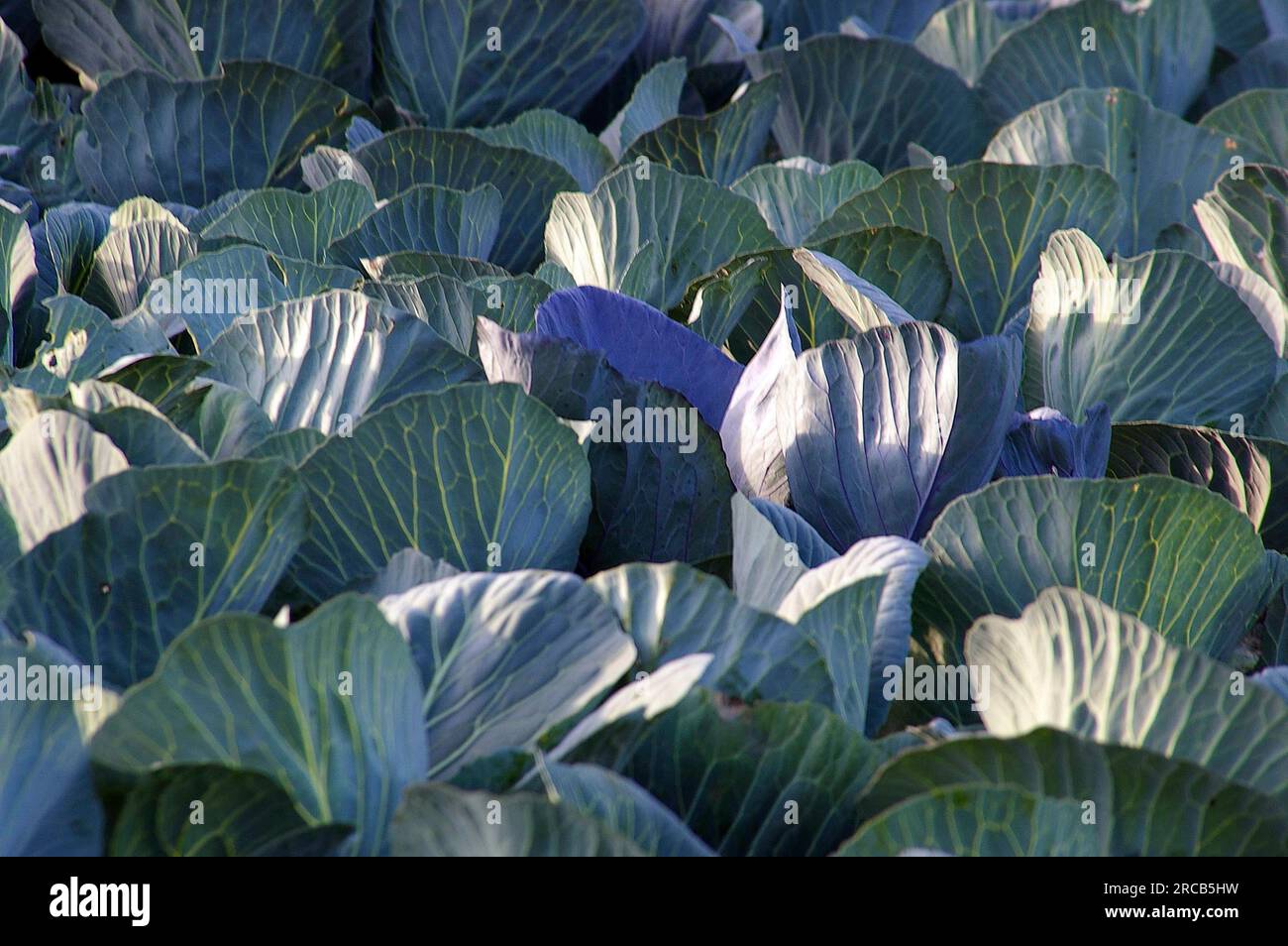 Cabbage field, vegetable cabbage (Brassica oleracea), Wirsching ...