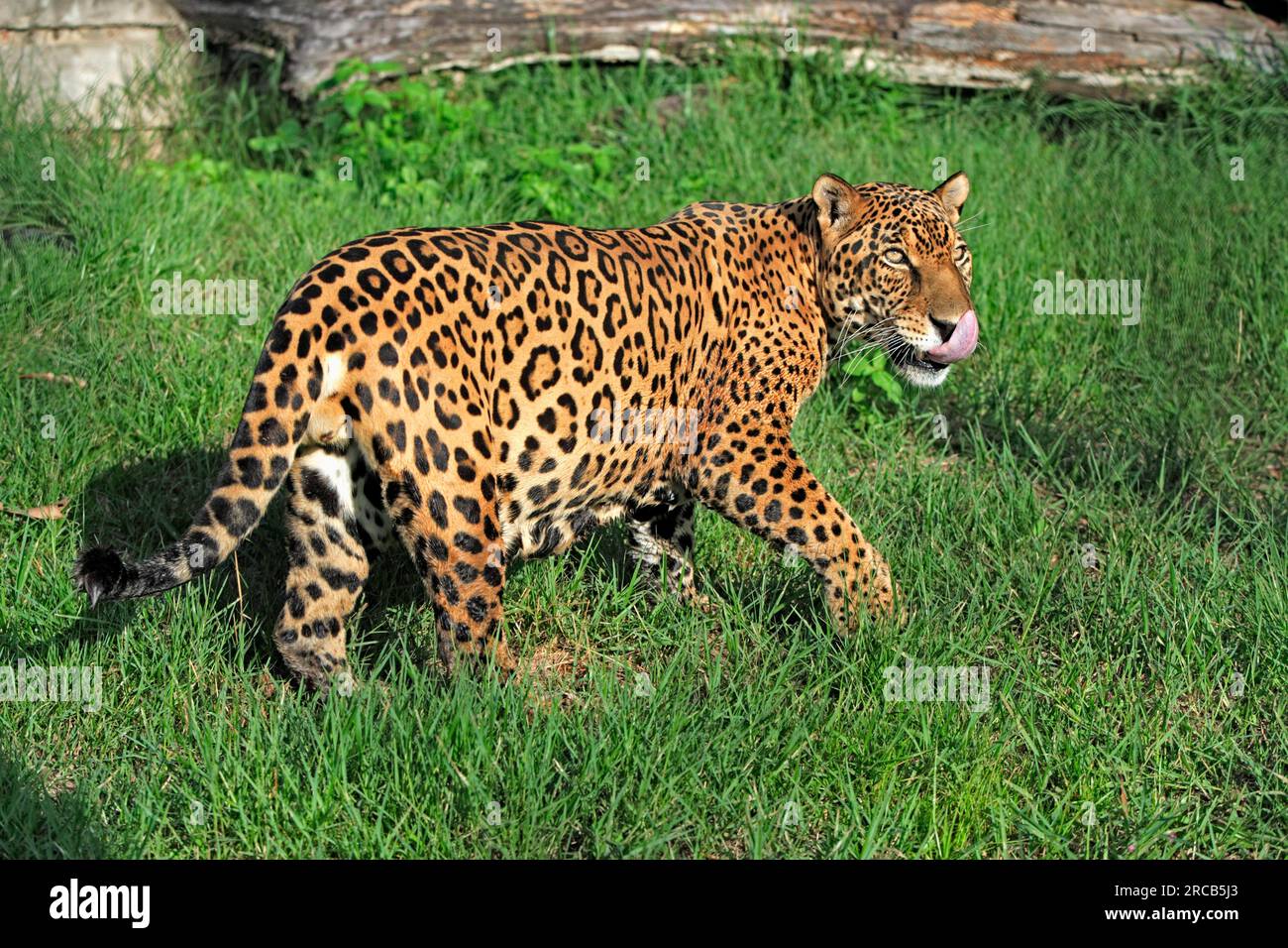 Male south america hi-res stock photography and images - Alamy