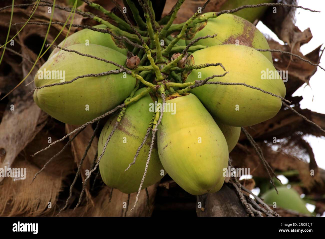 Coconut palm (Cocos nucifera), Brazil, fruits, nuts Stock Photo - Alamy