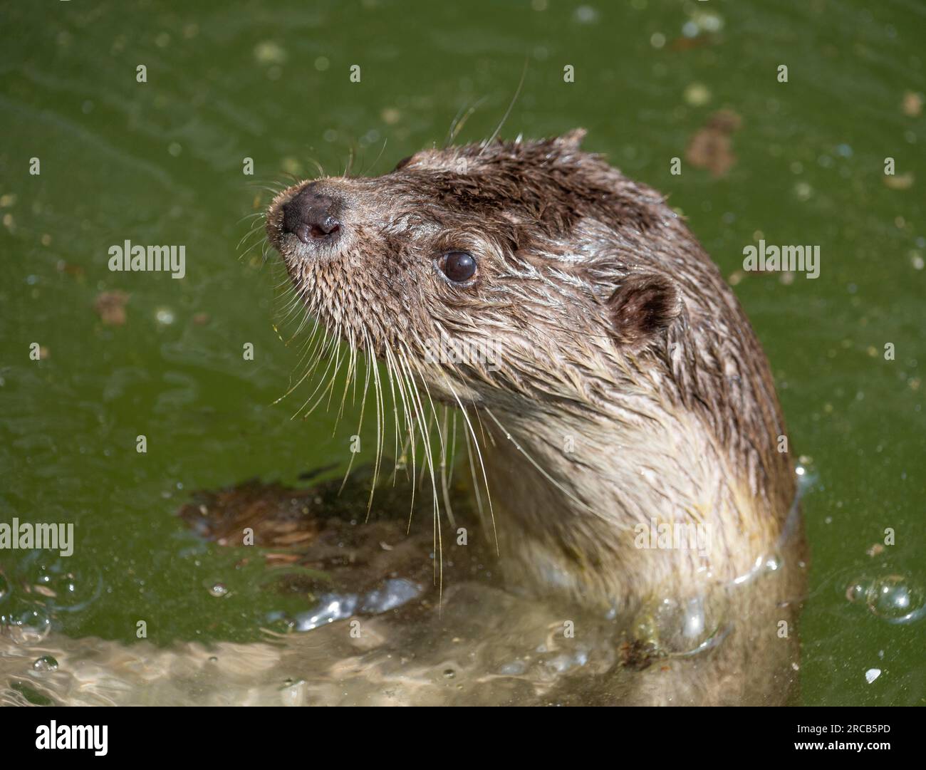 Otter swimming on back hi-res stock photography and images - Alamy