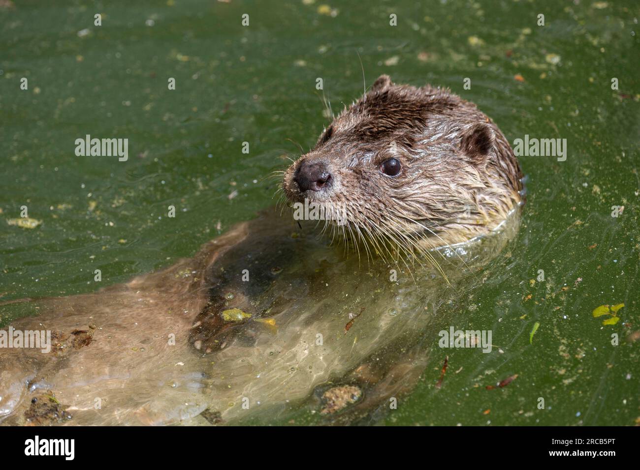 Otter swimming on back hi-res stock photography and images - Alamy