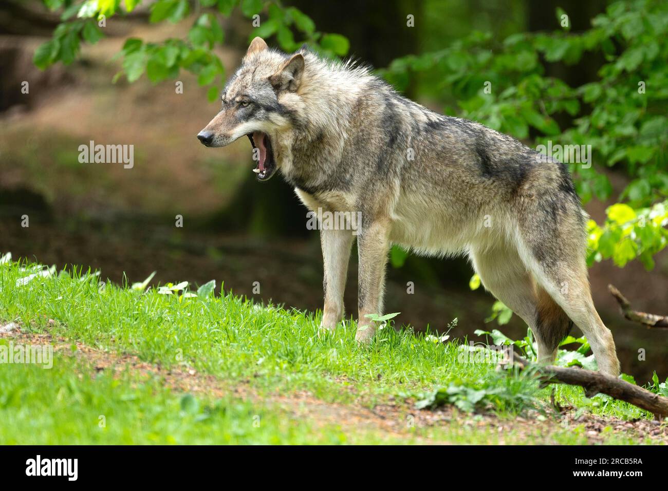 Wolf yawning hi-res stock photography and images - Alamy