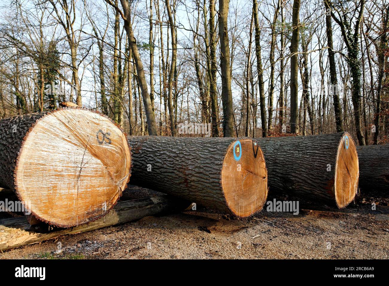 Valuable wood store Stock Photo - Alamy
