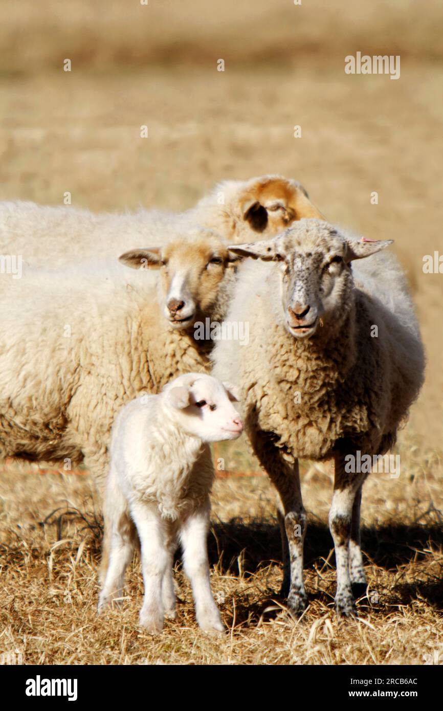 Sheep_family hi-res stock photography and images - Alamy