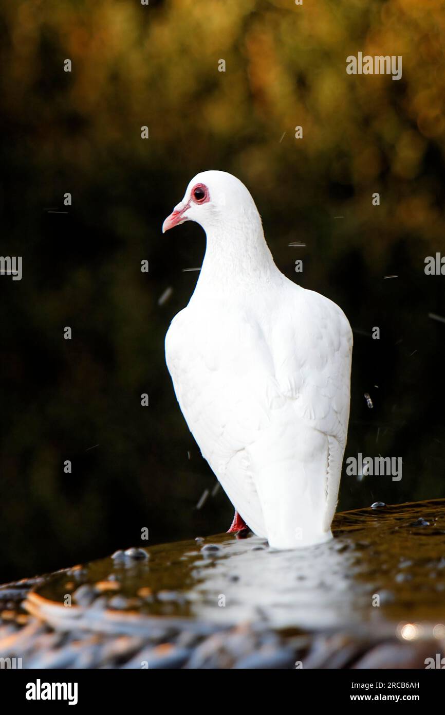 Symbol of water hi-res stock photography and images - Alamy