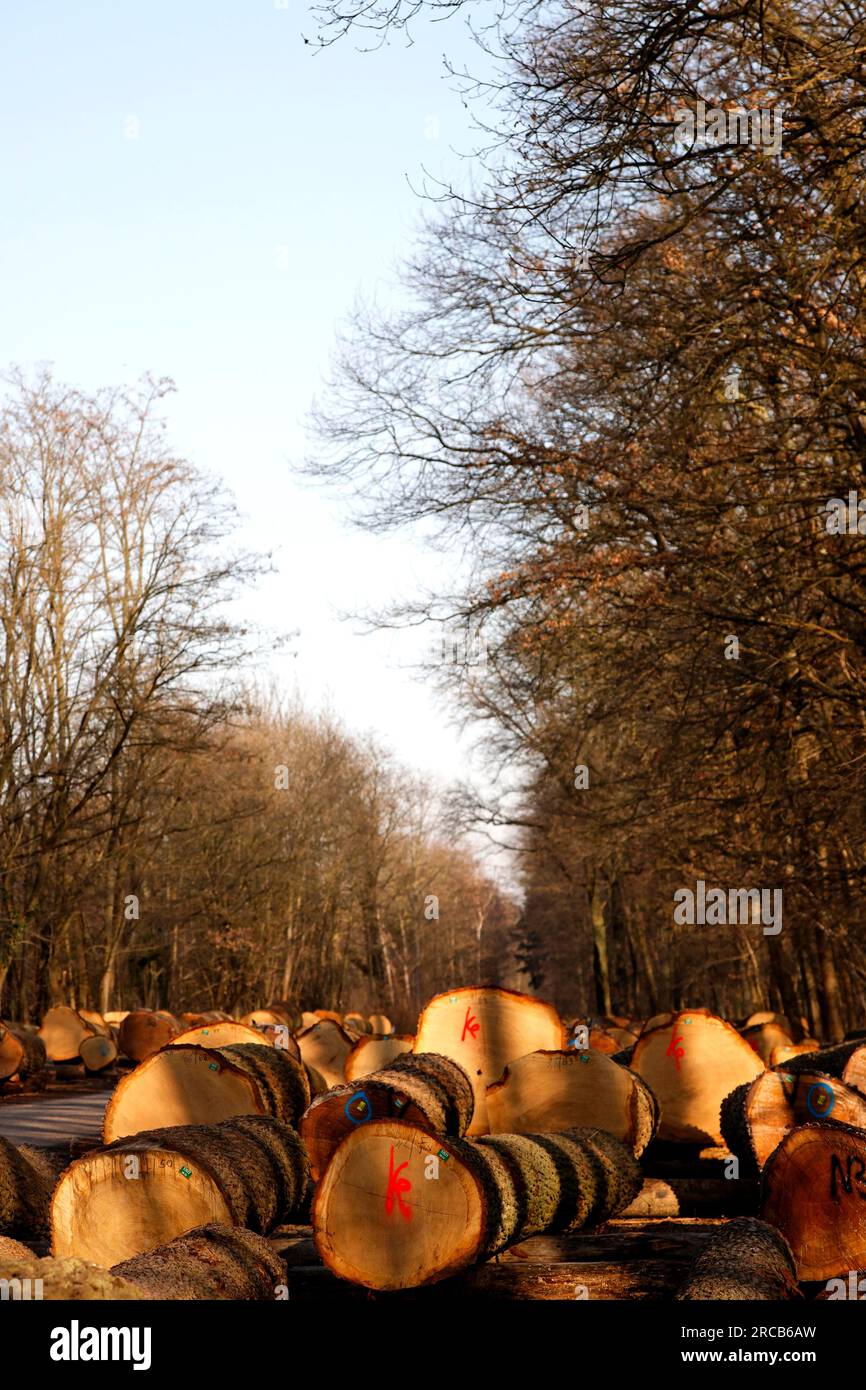 Valuable wood store Stock Photo - Alamy
