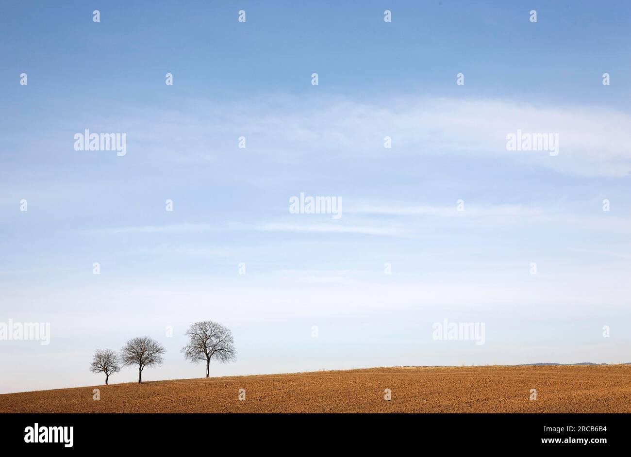 Three nut trees Stock Photo - Alamy