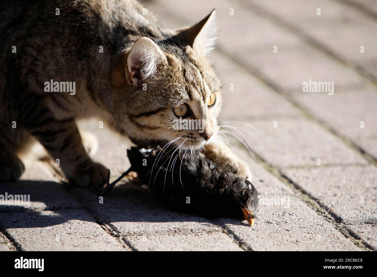 Catch cats attention hi-res stock photography and images - Alamy