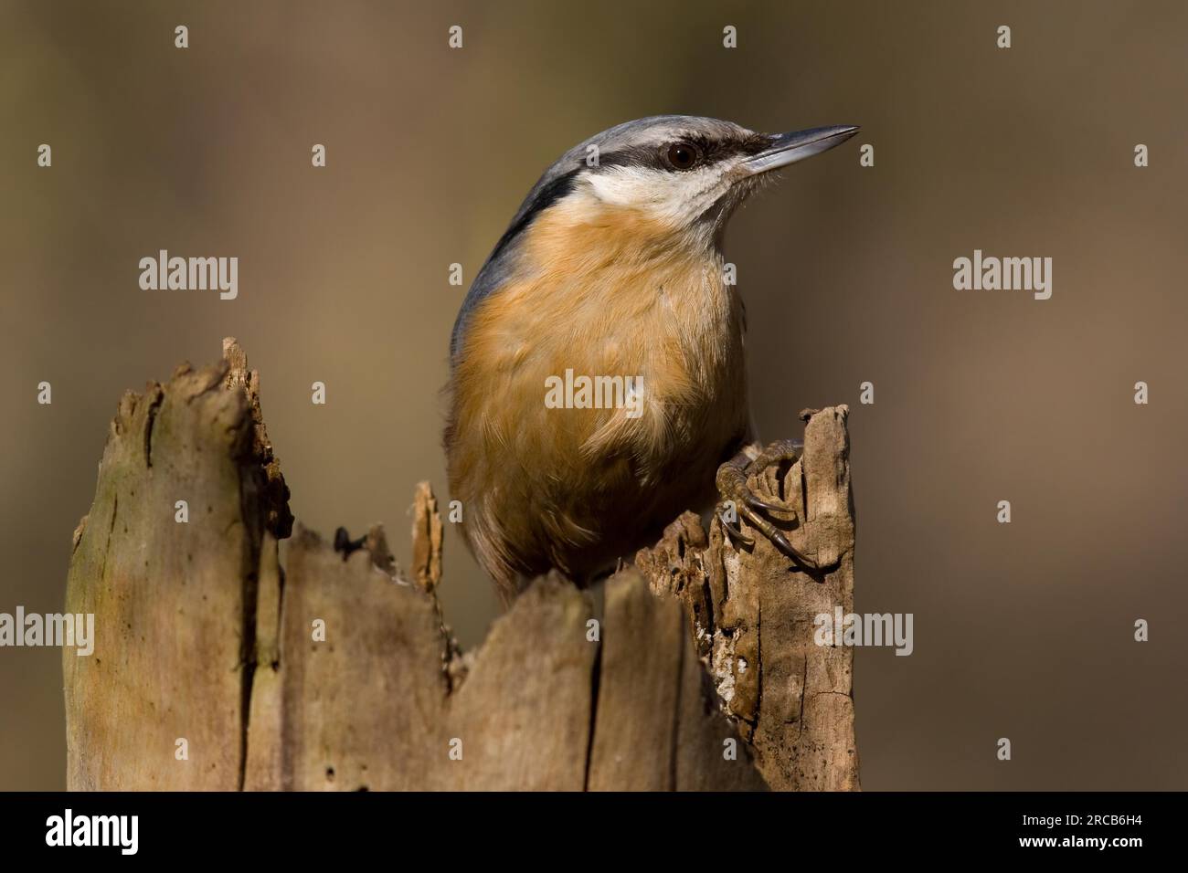 White stalk bird hi-res stock photography and images - Alamy