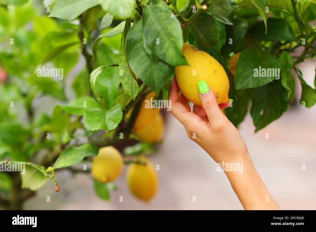 female hand breaks a lemon from tree branch Stock Photo - Alamy