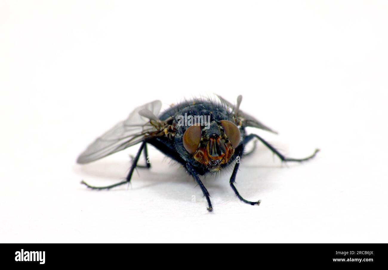 A flying house fly Cut Out Stock Images & Pictures - Alamy