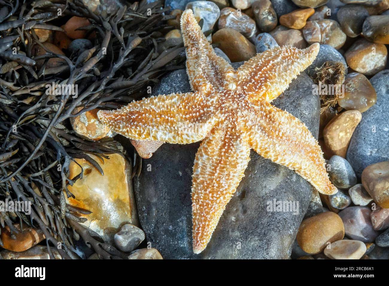 Common Starfish (Asterias Rubens) Washed Ashore at Dungeness Stock ...